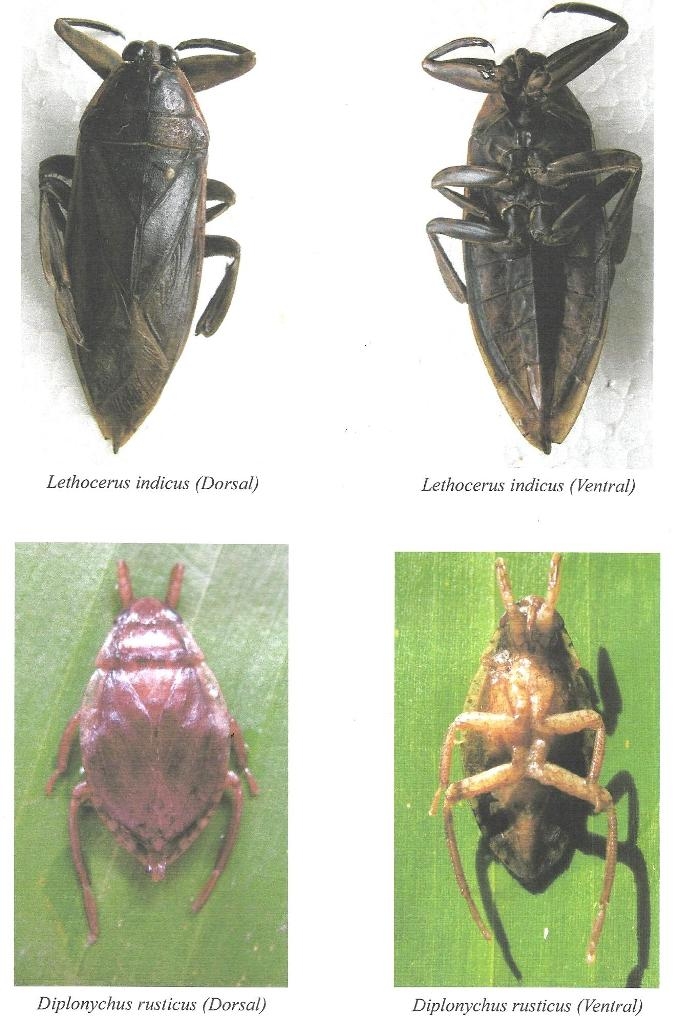 ‘Edible aquatic insects of Loktak lake are at the verge of extinction ...