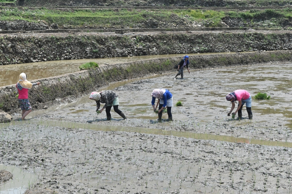 “Paoki” festival gives new hopes to environment - News from Manipur ...