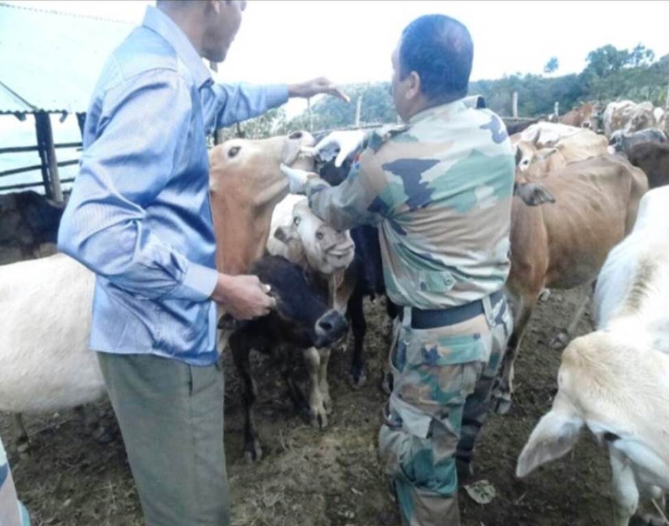 Assam Rifles conducts veterinary camp - News from Manipur - Imphal Times