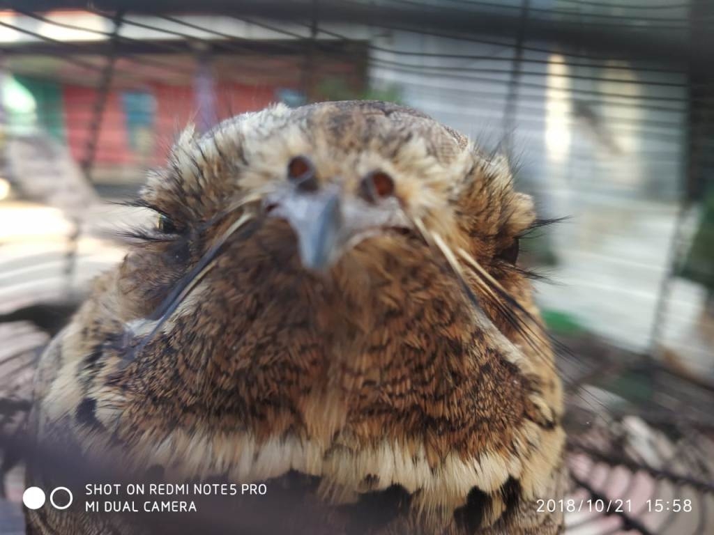 Owlet-Nightjar – A Rare Migratory Bird rescued - News from Manipur ...