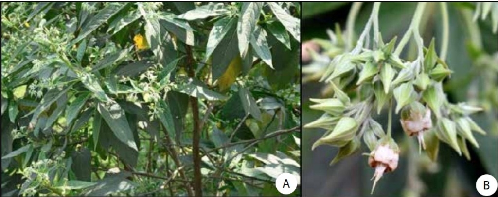 New species found in Manipur, named after Prof. Potsangbam Kumar of ...