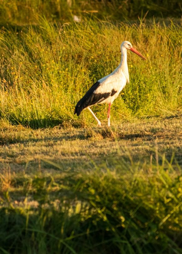 Migratory Birds & Loktak Lake - News from Manipur - Imphal Times