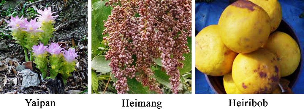 Yaipan, Heimang, Heiribob among listed plants that make India’s 100 ...