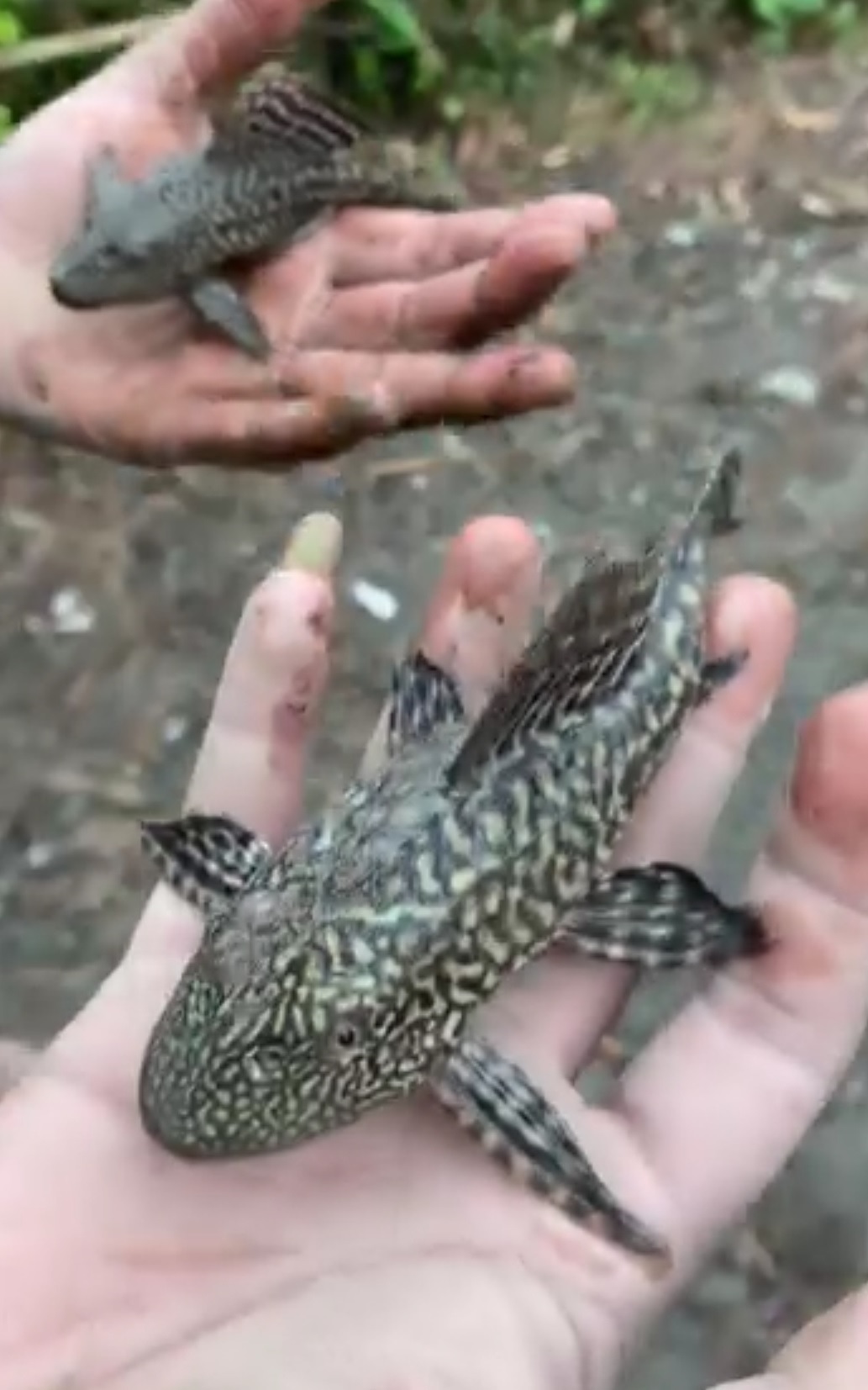 Unveiling the Invasion: Alien Fishes Spotted in Manipur’s Rivers - News ...