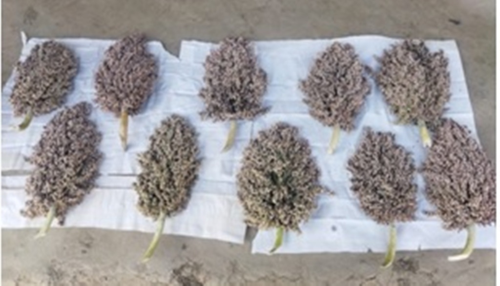 Millet- The Smart & Future Food - News from Manipur - Imphal Times