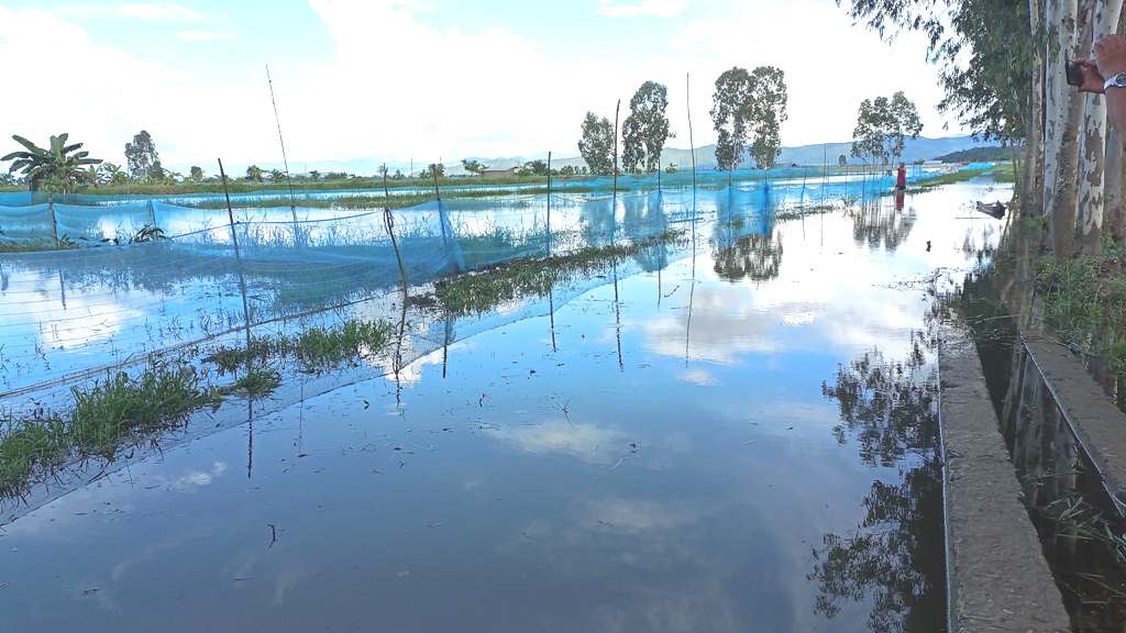 Frequent flooding devastates Fish Farms; Farmers appeal for loan ...