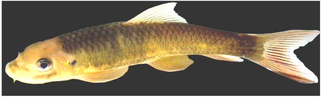 Manipur researcher led team discovers new fish species - News from ...